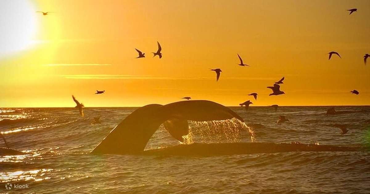 Chuyến tham quan bằng thuyền ngắm cá voi và chim cánh cụt lớn ở Husavik - Klook Việt Nam